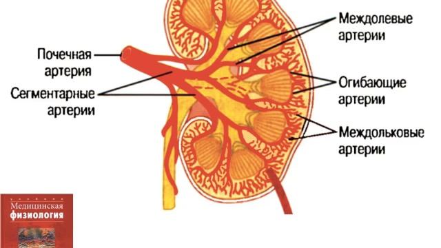 Проксимальный каналец (почки 3)