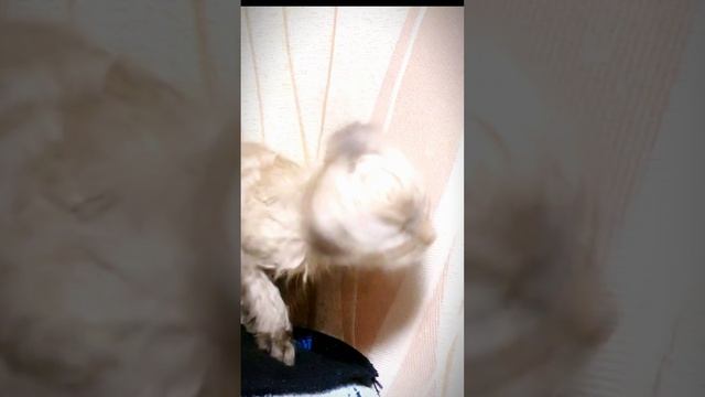 Мяу! Усатый-полосатый после бани. ?
#shorts #кокос #котики