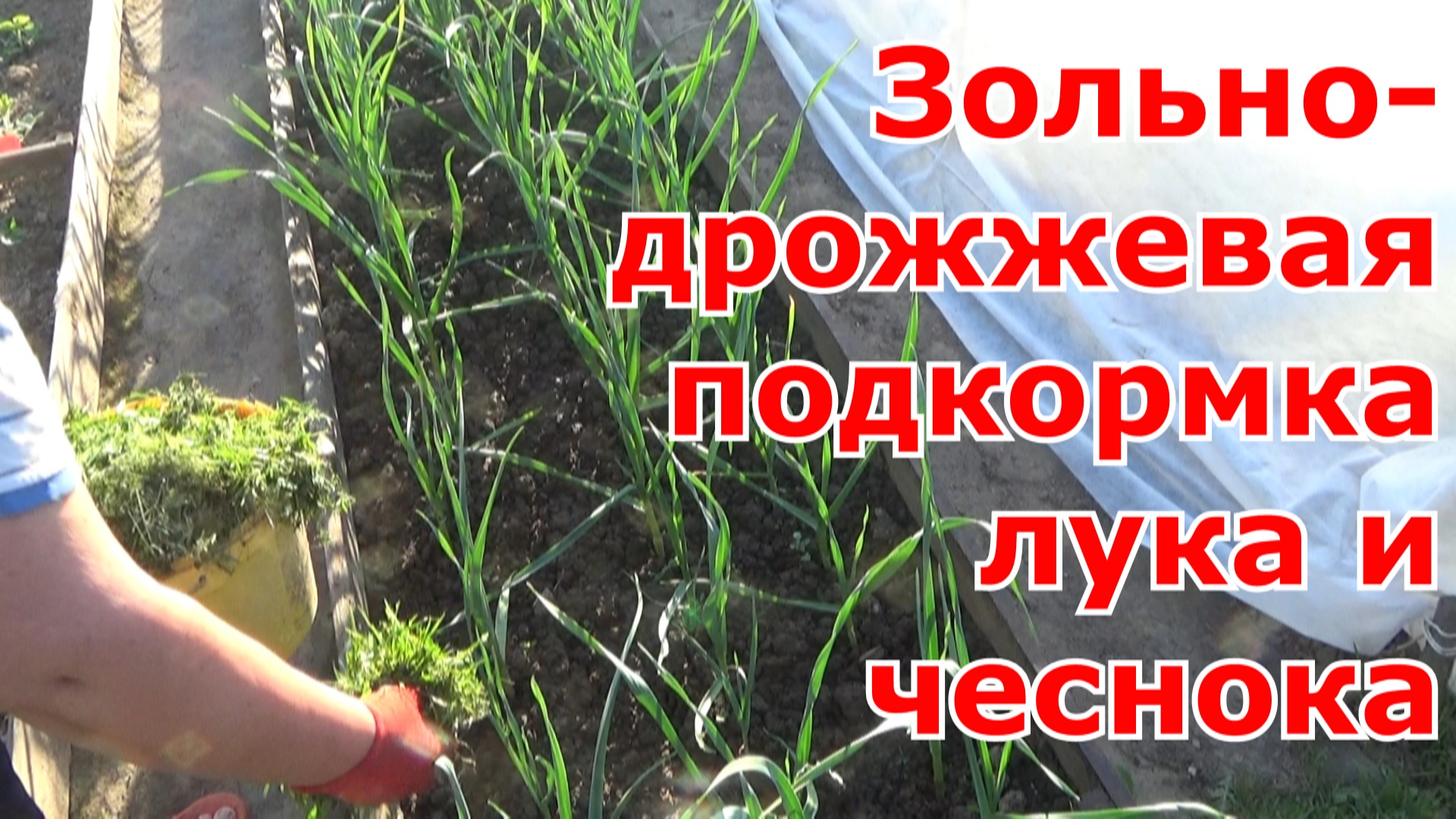 Подкормка клубники перед цветением золой и дрожжами. Сроки, рецепты, правила данной подкормки