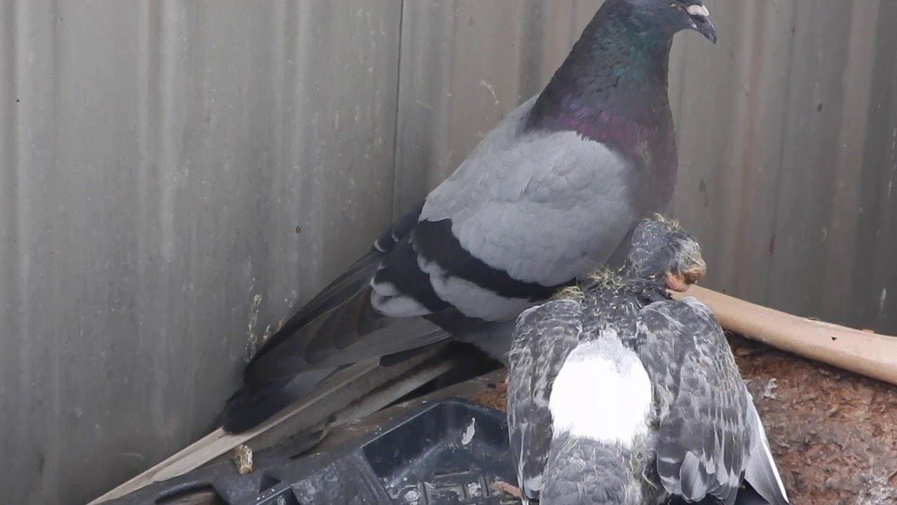 У голубя птенец.