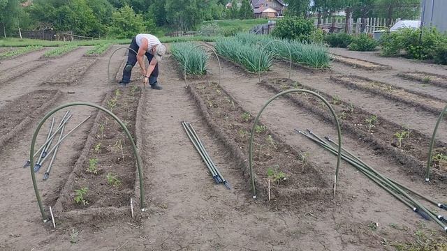 Помидоры в земле, наконец-то!