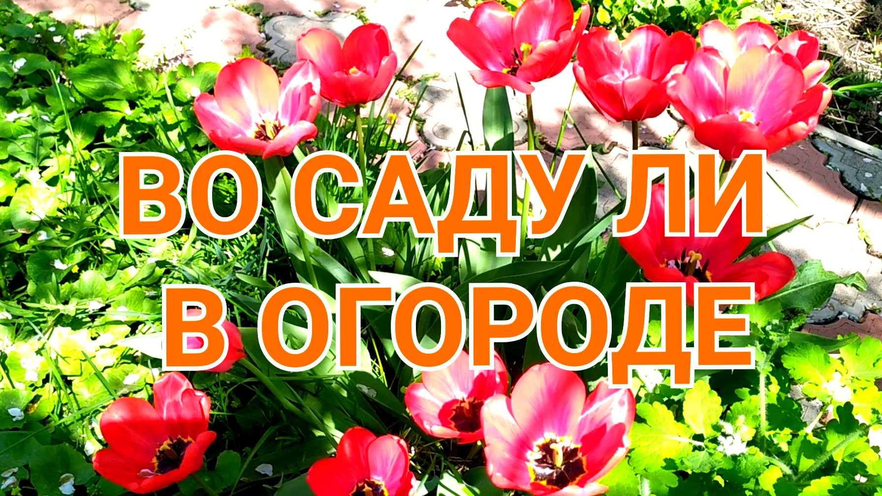 Во саду ли в огороде