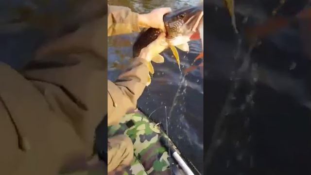 Рыбалка.Такого ещё не видел.