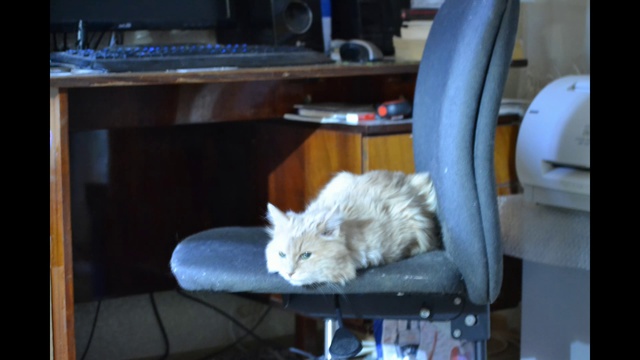 Картинки о Коте