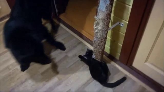 Блог кота кеши 3 часть.avi