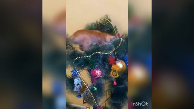 К новому году готовы. Котёнок за ночь разобрал ёлку.