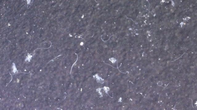 Карантинные и особо опасные вредители сосновых деревьев в Республике Крым.mp4