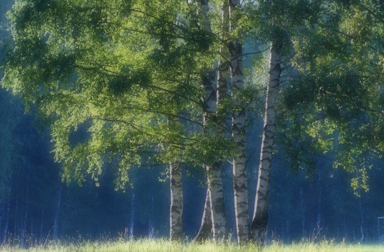 Ветви зря не ласкай.mp4