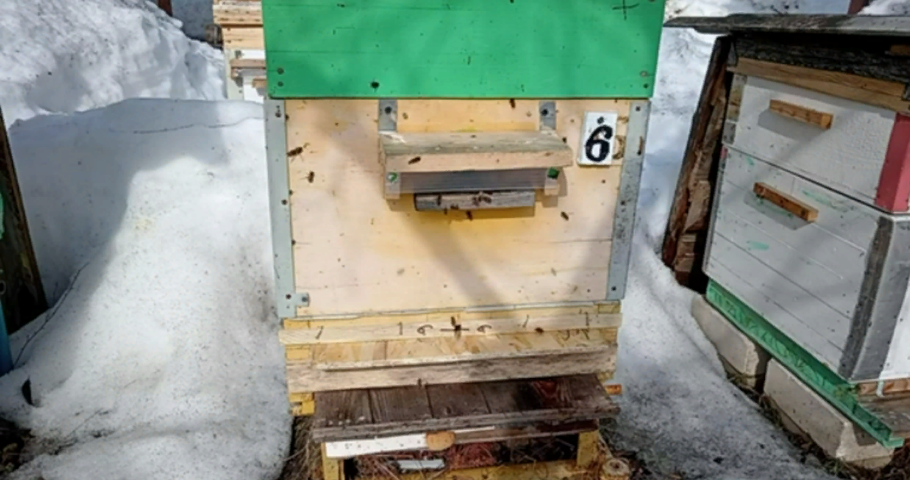 Весна пришла на пасеку