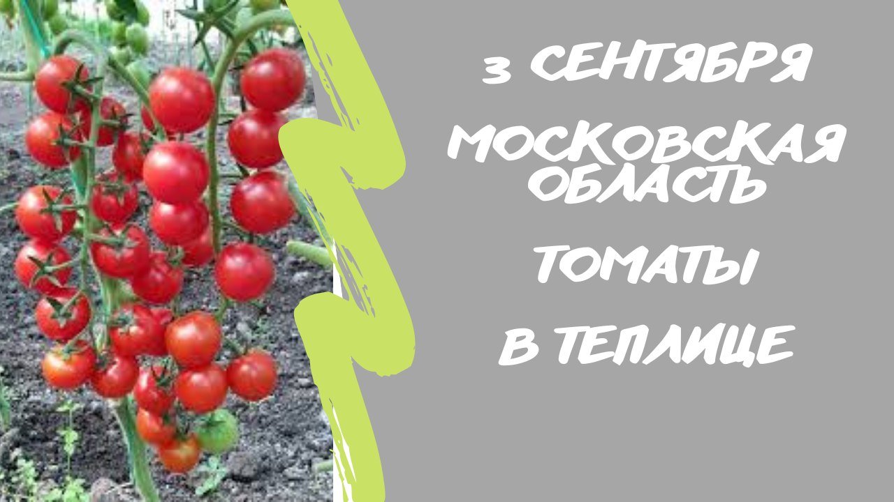 3 сентября. Подмосковье. Томаты в теплице?.