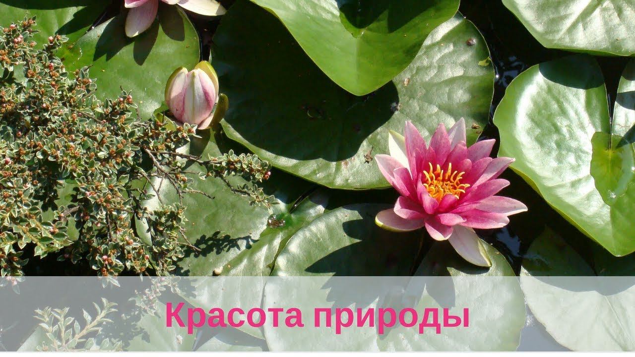 Живое и красивое