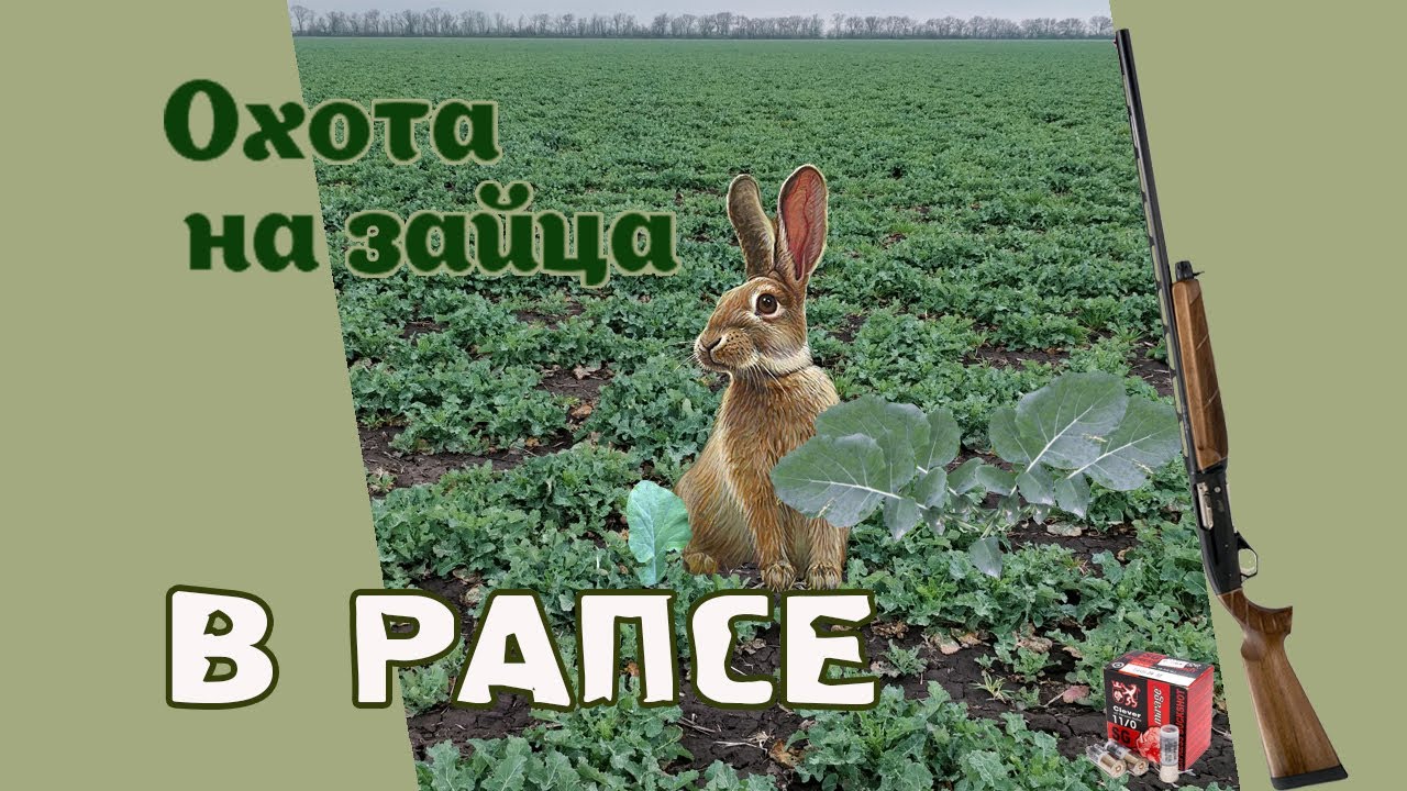 Охота на зайца. В рапсе их много, но попробуй - подними.