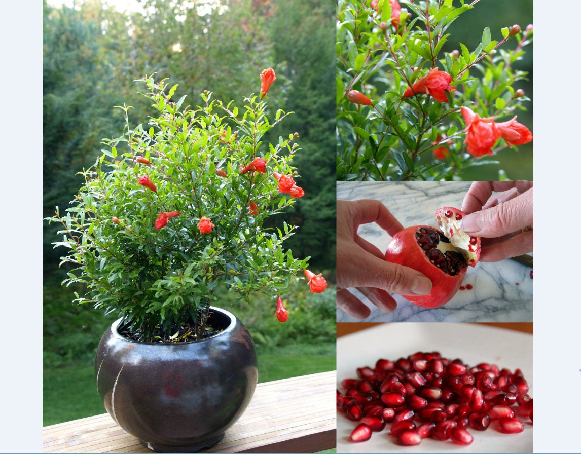 Как самому вырастить ГРАНАТ    #garden #farm