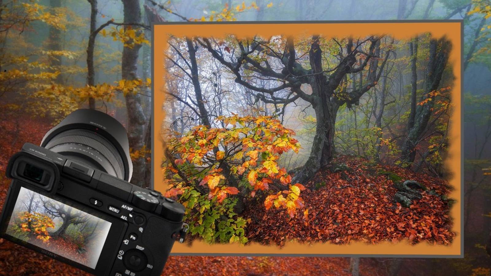 Осенний лес- не просто сказка… Фотограф Андрей Уляшев (Mercand)… Автор музыки Виктор Горшков