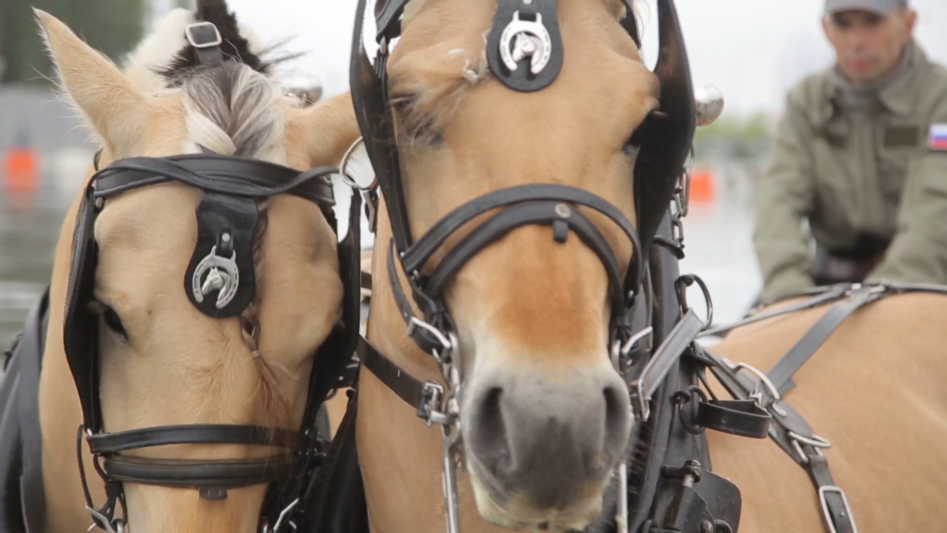 Маргошин дом