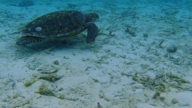 Обзор острова Тодду Мальдивы