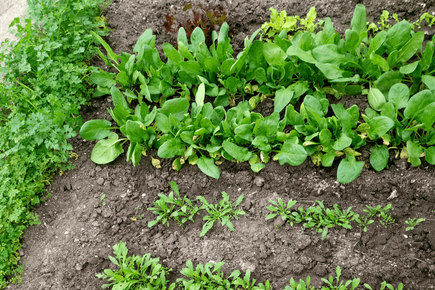 Осенний посев зелени. Результат