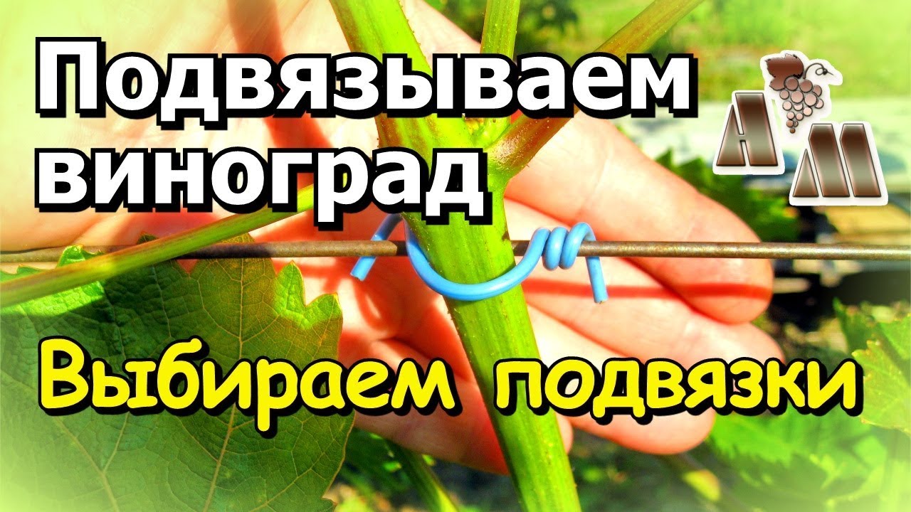 ? Как подвязывать виноград? Выбор подвязок для винограда