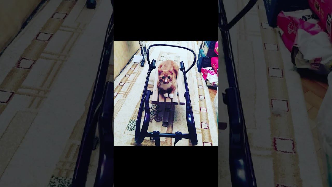 Котик ТВ подборка фото 4 серия