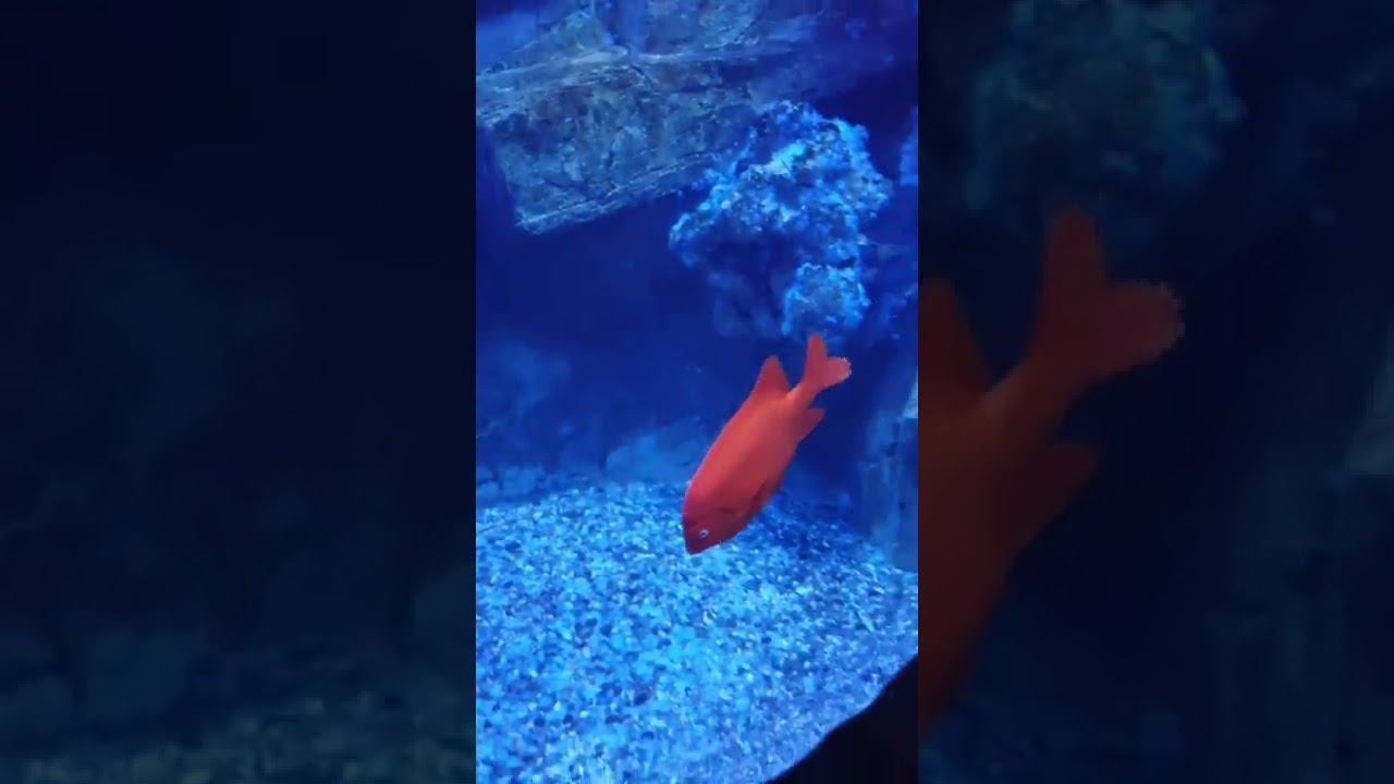 Воронежский Океанариум. 5.3.2022