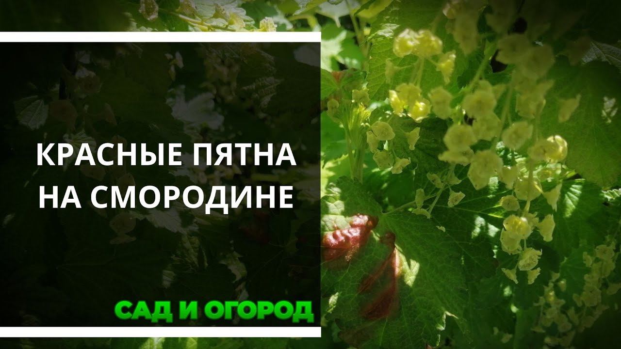 Красные пятна на листьях смородины