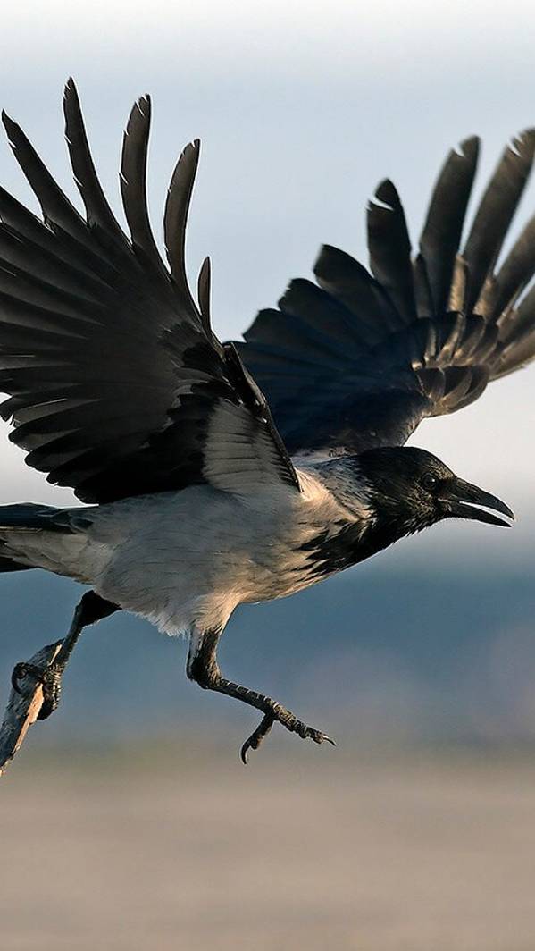 Неосознанные эмоции. Шутки психолога.