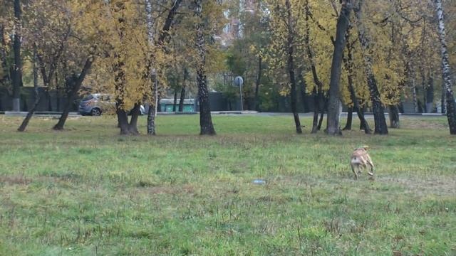 Фризби Фристайл Анастасия и Одри Осенний вальс.mp4