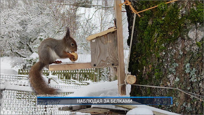 (Рыбинск-40) НАБЛЮДАЯ ЗА БЕЛКАМИ