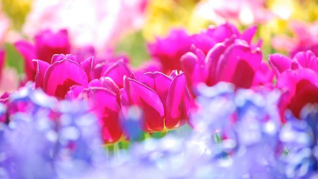 Jacques Loussier Satie Gymnopedie No 1 Var3_1080p