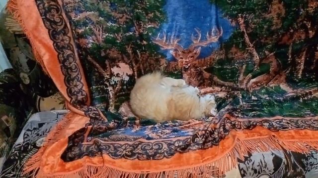 Барсик снова играет с любимой мышкой