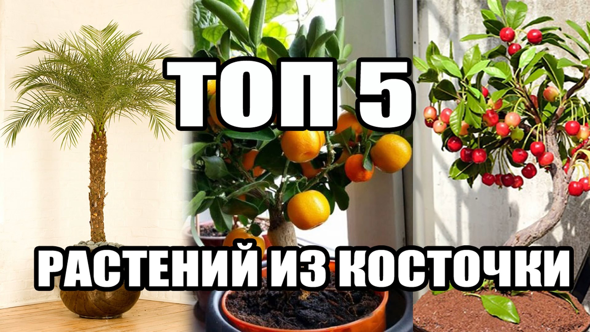 топ комнатных растений из косточки.mp4