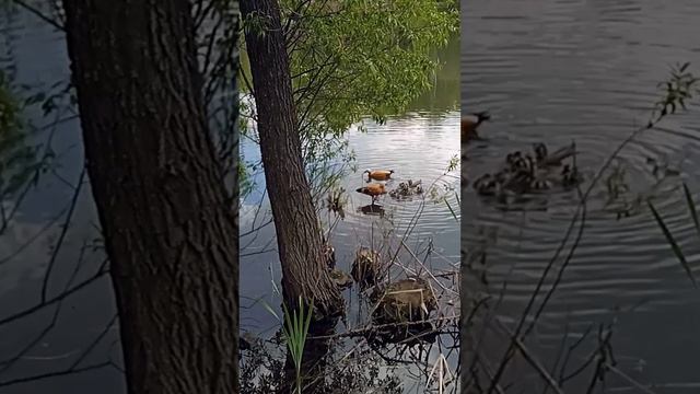Посмотрите, какие утятки появились у огарей на пруду