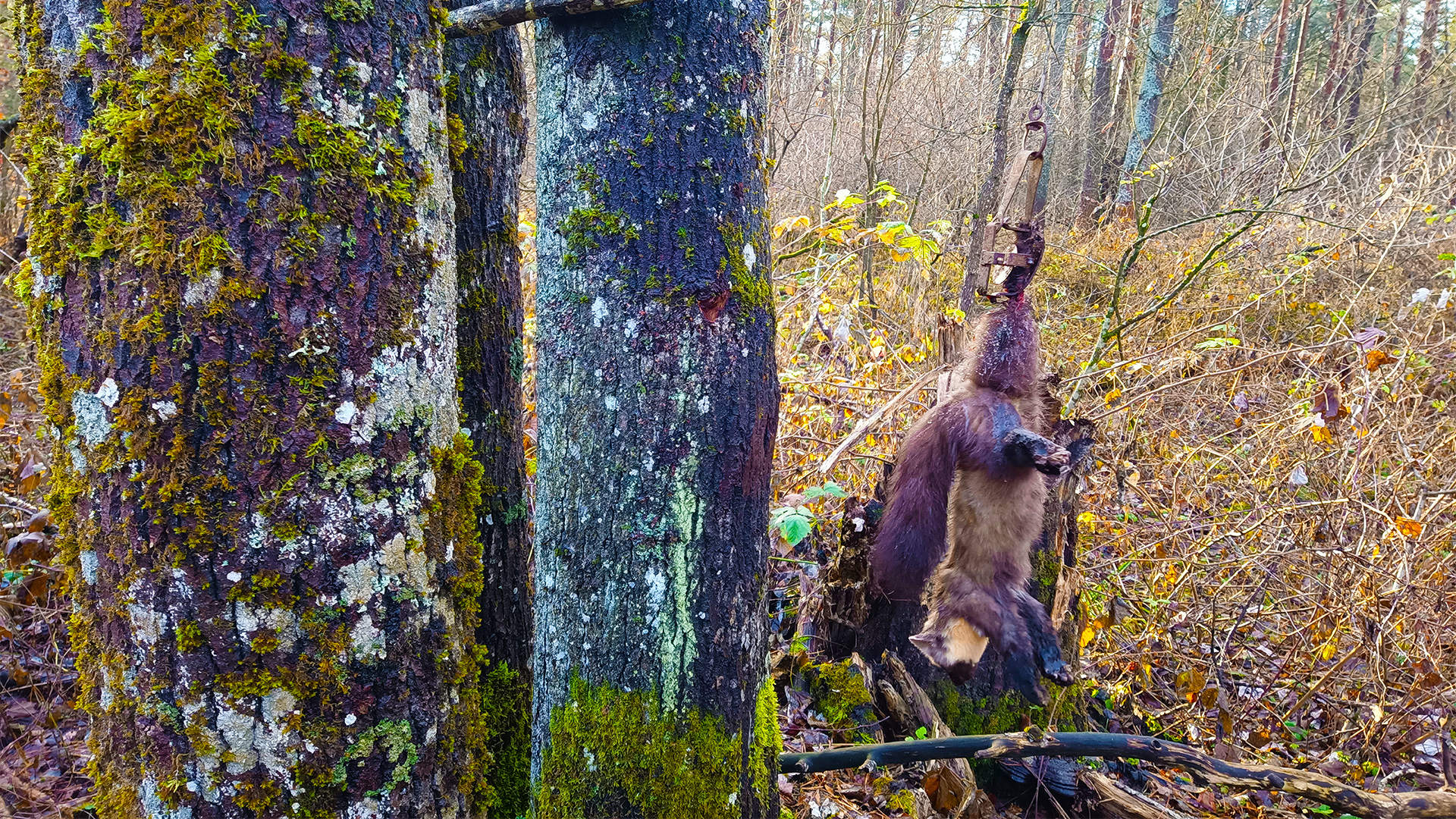 ВТОРАЯ ПРОВЕРКА И СНОВА УДАЧА. ОХОТА НА КУНИЦУ