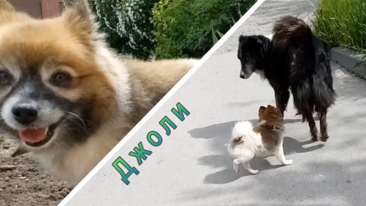 Самый умный и дружелюбный шпиц. Гуляем с Джоли...