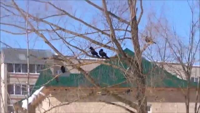 Грач и интересные факты о нем.