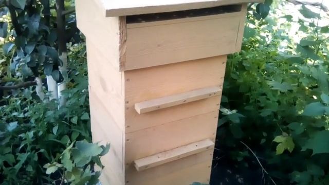 Выкучивание пчёл / пчелиное выкучивание. Понятие, причины возникновения и способы устранения. Варрэ.