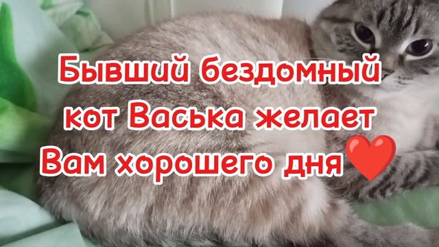 Бывший бездомный кот Васька