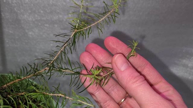 Альтернифолия 7