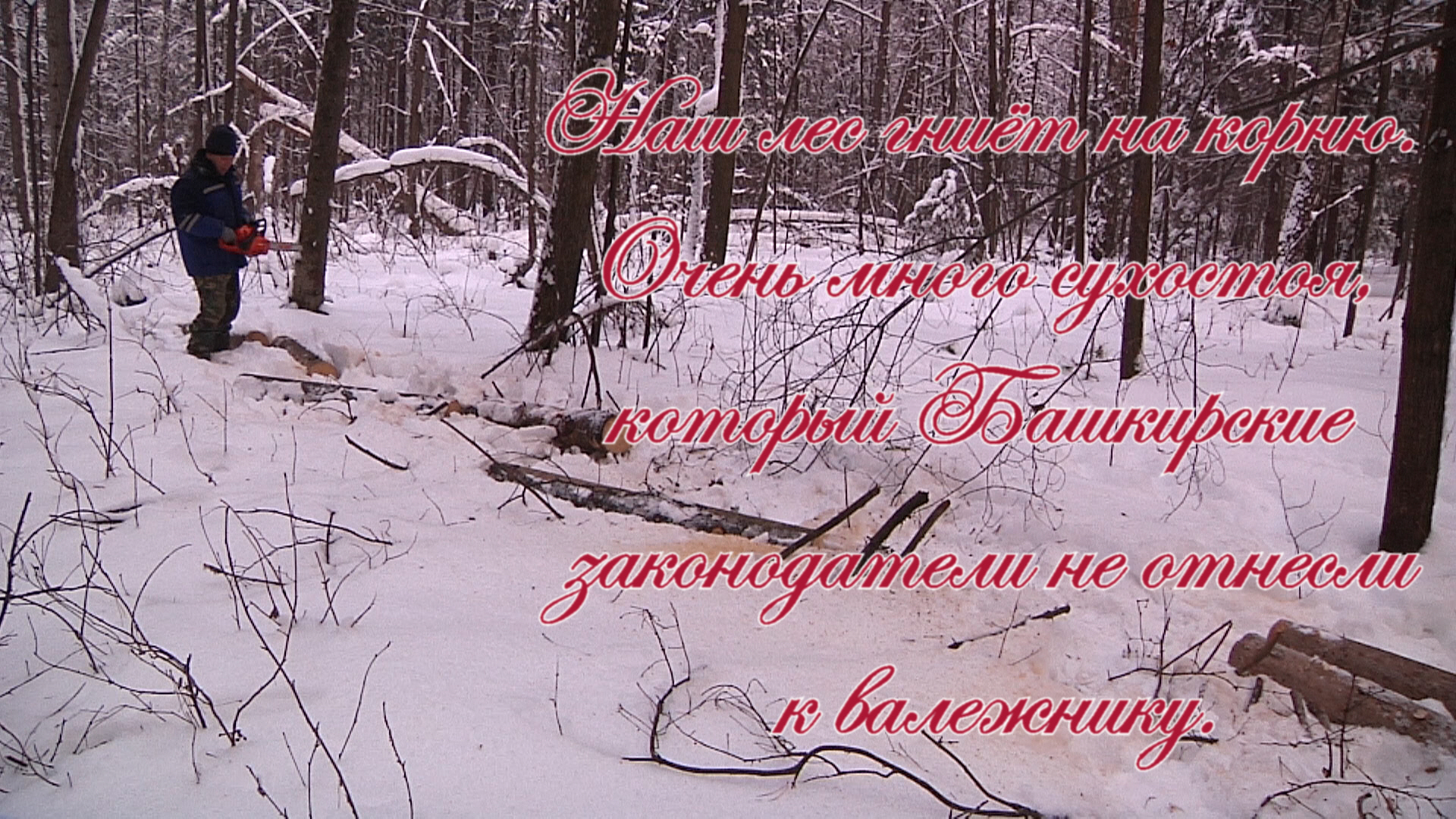 Валежник. Сухостой-не трогать в Башкирии.