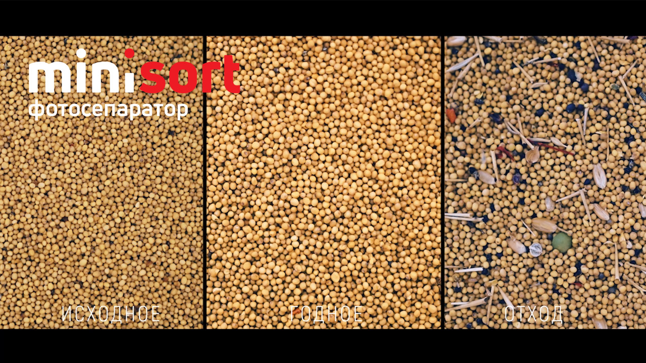 Сортировка горчицы на фотосепараторе MiniSort CSort