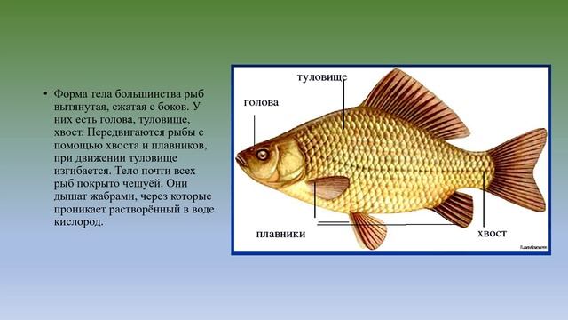 Рыбы природоведение 6 кл.mp4