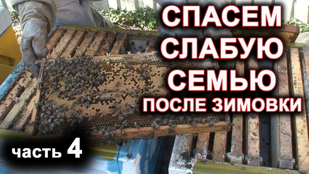 Спасаем слабую семью после зимовки. часть 4 (продолжение).