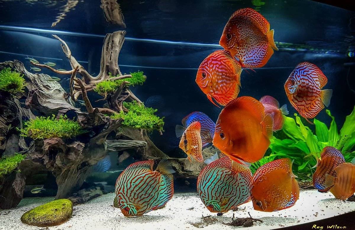 ПЕТУШКИ & ДИСКУСЫ! Кого выгоднее разводить. Часть #2