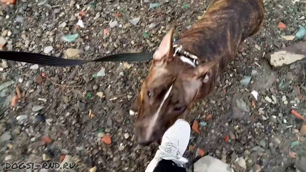 Куда привела меня Юмми на первой прогулке