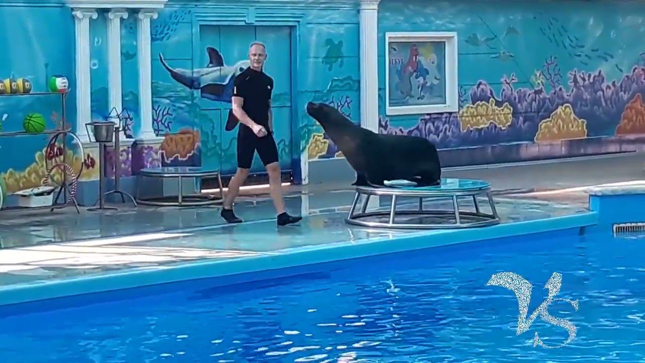 Дельфинарий в Небуге 1ч  #Дельфинариум, #Небуг, #Дельфины, #Развлечения