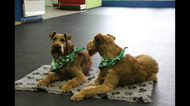 Ирландские терьеры : "Зеленый день календаря 2016" Встреча ирландских  терьеров и их владельцев .