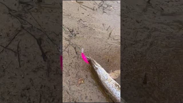 Ловля щуки на воблер 90 мм (25 гр) от Mr. Musurok