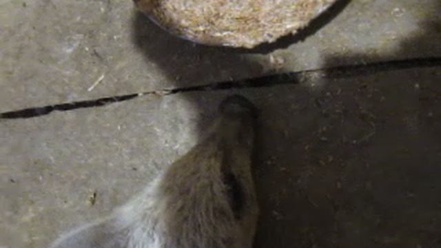 поросёнок не может достать еду