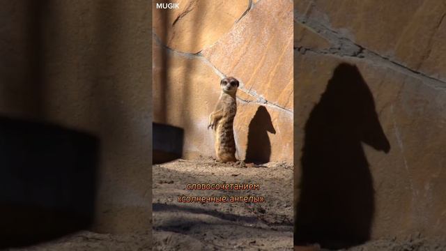 Солнечные ангелы. Знаете ли вы? Природа #45