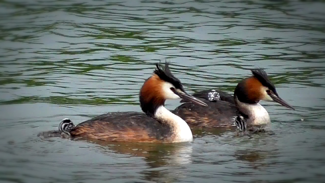 Первые  птенцы у больших поганок чомг.